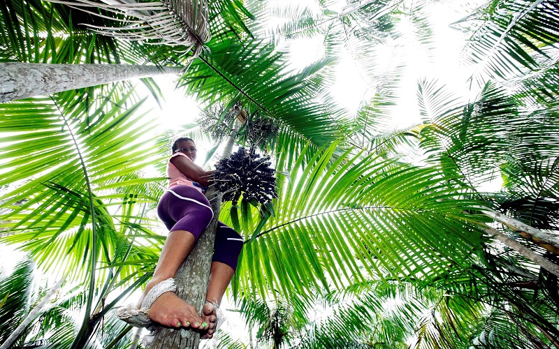 Conab atualiza custo de produção do açaí no Pará | Rádio Coopnews